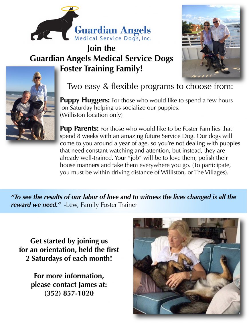 How to Help Florida Veterans by Becoming a Service Dog Foster Training ...